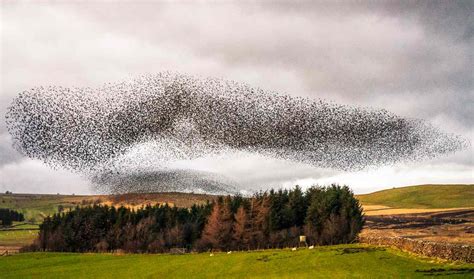 Starling Bird Flock
