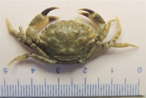 Smooth Mud Crab Hexapanopeus Angustifrons · Inaturalist United Kingdom