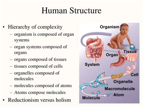 Ppt Chapter 1 Major Themes Of Anatomy And Physiology Powerpoint Presentation Id 326000