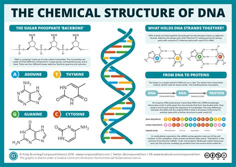 The Chemical Structure Of DNA Compound Interest