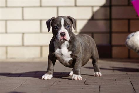 Blue American Bully Breed Info Genetics Pictures And Facts