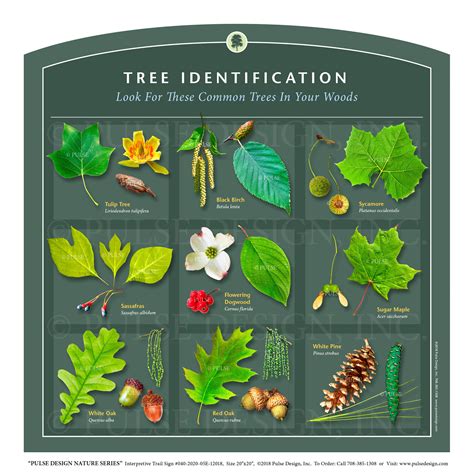 PDNS Tree And Leaf Identification Guide Parts Of Tree Anatomy Outdoor