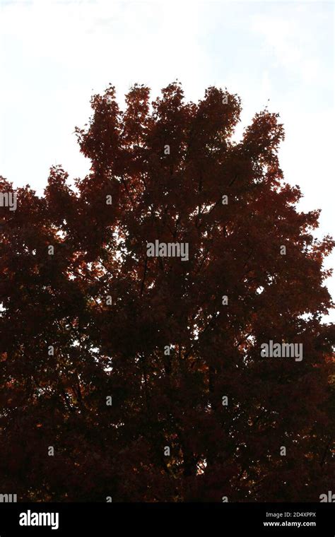 Colorful Sugar Maple Tree Showing Its Bright Fall Colors In The Woods