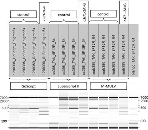 Comparison Of Cdna Synthesis Enzymes For The Detection Of Different