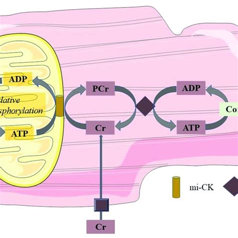 Phosphocreatine Shuttle System Mitochondria Produce Atp During
