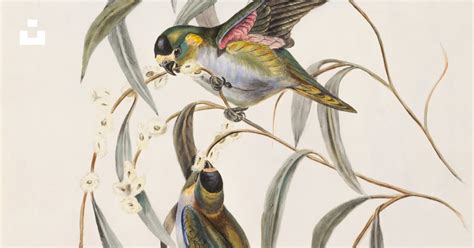 나무에 앉아있는 녹색과 갈색 새들 사진 Unsplash의 무료 새 이미지