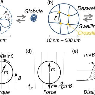 Analogy Between A The Coilglobule Transition Of A Single Polymer Download Scientific Diagram
