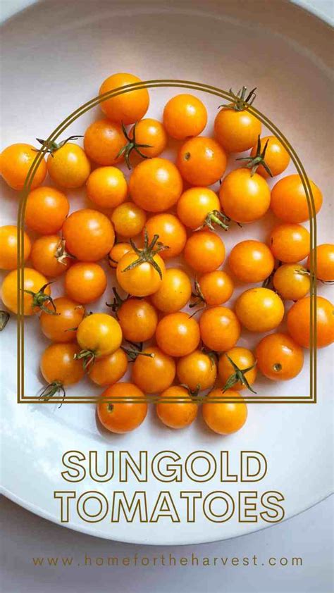 When Are Sungold Tomatoes Ready To Pick At Missy Lynch Blog