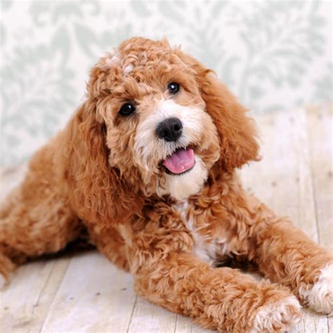 Conoce Nuestro Centro De Cría Mis Adorables Cachorros
