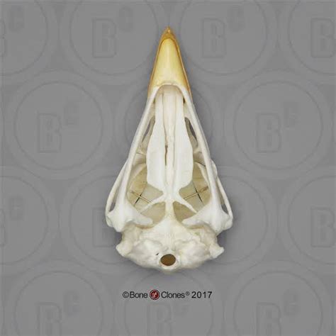 Assassins Creed Eagle Logo