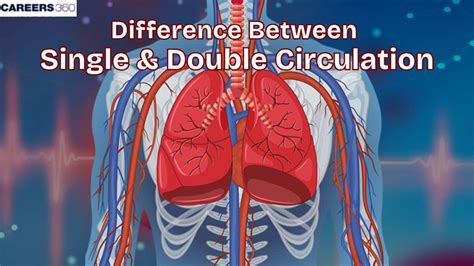 Difference Between Single And Double Circulation