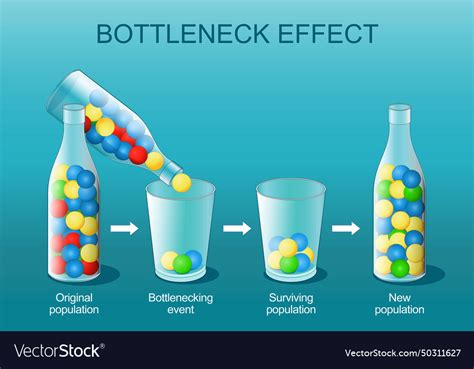 Bottleneck Effect Natural Selection Royalty Free Vector