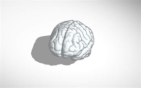 3d Design Copy Of Brain Tinkercad