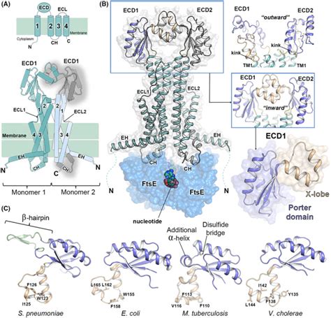 Modulation Of The Lytic Apparatus By The FtsEX Complex Within The Bacterial Division Machinery PMC