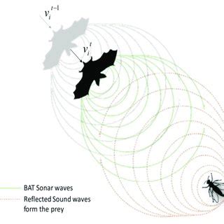 Echolocation Behavior In Natural Bats Download Scientific Diagram