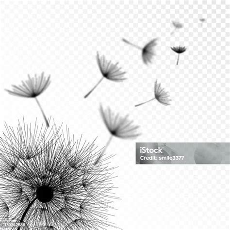 투명 한 배경에 현실적인 그림자 오버레이 효과 민들레 꽃입니다 모형에 대한 크리에이티브 오버레이 효과 벡터 민들레에 대한 스톡 벡터 아트 및 기타 이미지 Istock