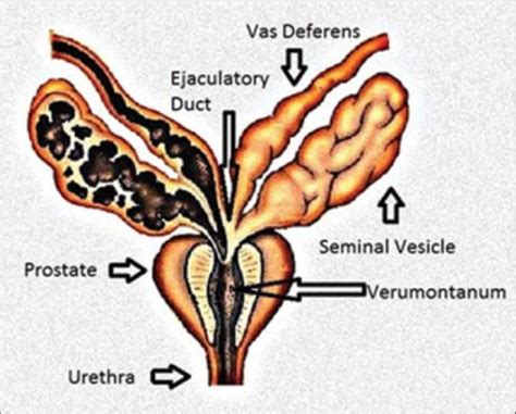Seminal Vesicle Anatomy Seminal Vesicle Stock Illustrations 52