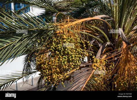 Detail Of Date Palm Showing Ripening Dates Stock Photo Alamy