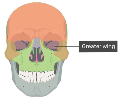Sphenoid Bone Anatomy Parts And Labeled Diagram Getbodysmart