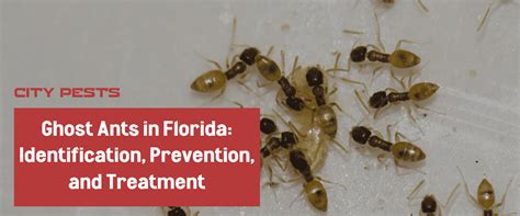 Ghost Ants In Florida Identification Prevention And Treatment