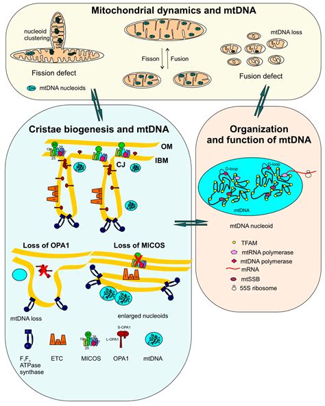 Functional Interplay Between Cristae Biogenesis Mitochondrial Dynamics