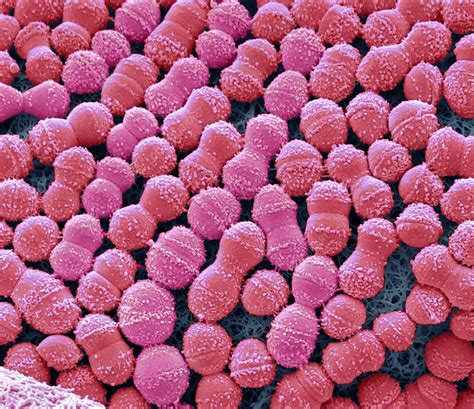 Streptococcus Mutans Sem Stock Image C037 9045 Science Photo Library