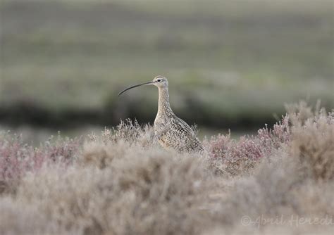 Proyecto De Aves Playeras Migratorias Una Década De Monitoreo Biológico En México Issuu