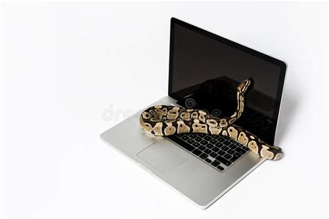 Python Snake And Laptop Computer Concept Of Using High Level Programming Language For Software