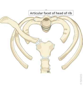 Articular Facet Of Head Of Rib E Anatomy Imaios