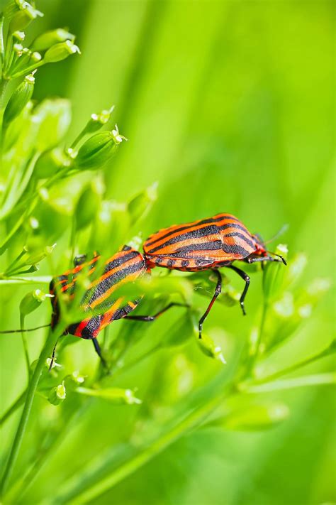 100 Beetle Wallpapers