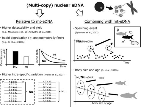 Schematic Overview Of The Application Of Multi‐copy Nuclear Edna Download Scientific Diagram