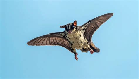Flying Sugar Glider Exotic Pet In Blue Sky Stock Illustration