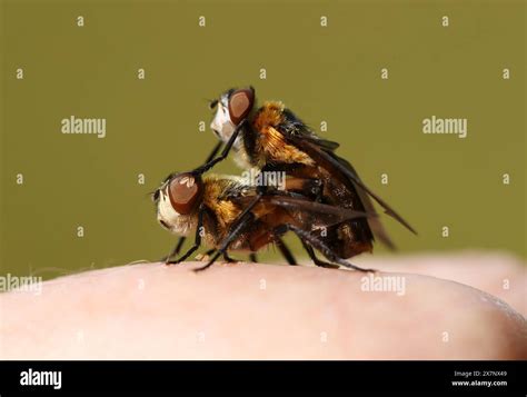 A Mating Pair Of Tachinid Fly Phasia Hemiptera On A Persons Finger