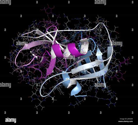 Neutrophil Elastase Enzyme Plays Role In Defense Against Bacteria 3d