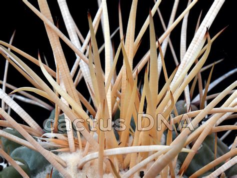Thelocactus Rinconensis Ssp Nidulans Rs 4496 Plan De Ayala Coa