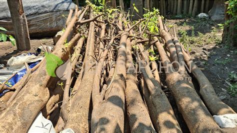 Jual Pohon Pule Besar Untuk Taman And Penghijauan Harga 2023