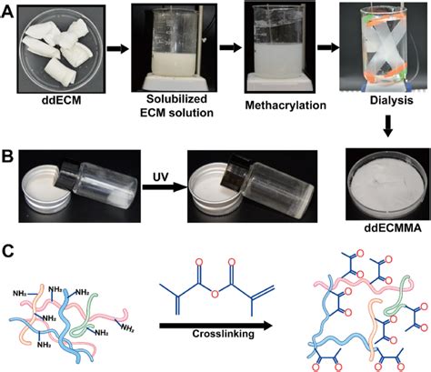 Biomimetic Hydrogel Derived From Decellularized Dermal Matrix