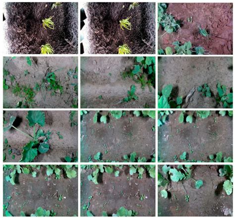 applied sciences free full text modified barnacles mating optimization with deep learning