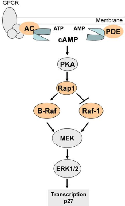 Rap1 Gtp B Raf Mapk Regulation Of P27 In Qtrre Cells Adenylate Cyclase