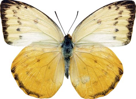 صور فراشات للتصميم والتحميل Canva