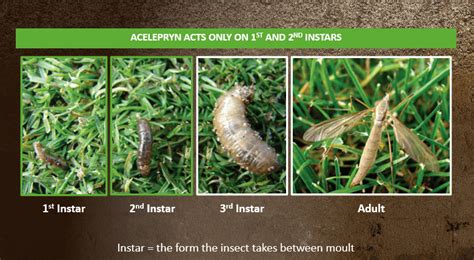 Controlling Crane Fly