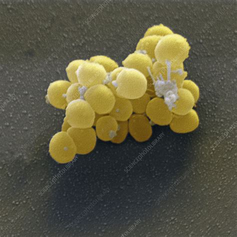 Staphylococcus Aureus Bacteria Sem Stock Image B234 0170 Science Photo Library
