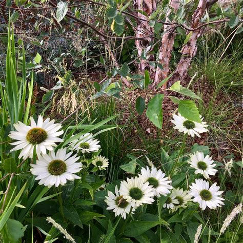 Echinacea Purpurea Virgin With Betula Nigra Susan Rushton