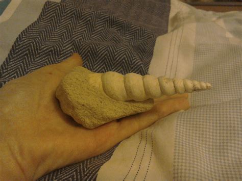 Help Identifying Fossil ID The Fossil Forum