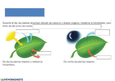Respiración De Las Plantas Worksheet Fotosintesis Y Respiracion