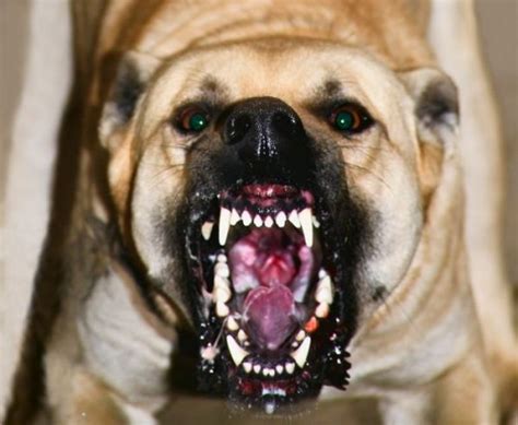 Create Meme Mad Dog Pictures Meme