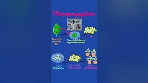 Stages Of Micropropagation Ii Plant Biotechnology Ii Feedshorts