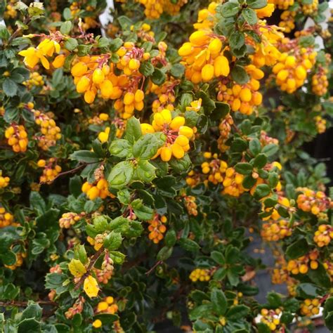 Darwins Barberry Berberis Darwinii Calendula Farm And Nursery