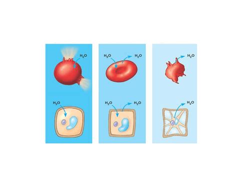 Free Hypertonic Hypotonic Isotonic Worksheet Download Free Hypertonic