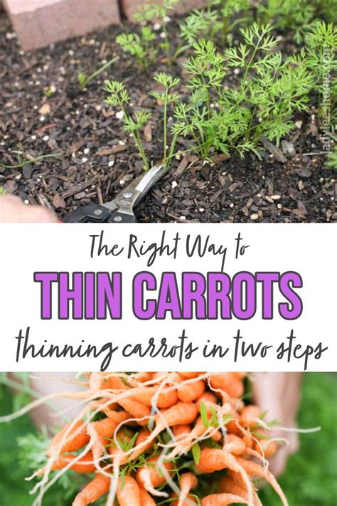 How To Identify And Control Carrot Pests Artofit